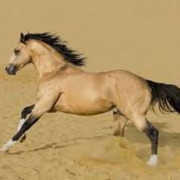 Tops | 1 Numbers For Posh Live Show 82824 | Poshmark